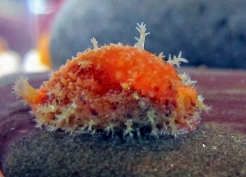 Naria thomasi (Crosse, 1865) - Live