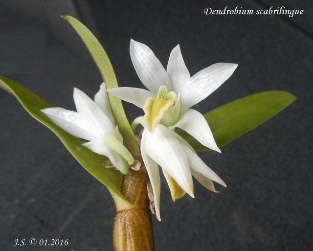 Dendrobium scabrilingue