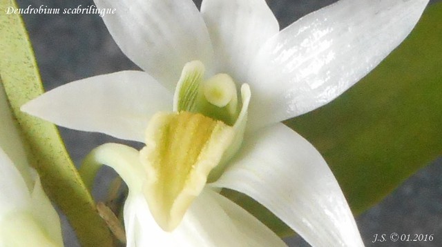 Dendrobium scabrilingue
