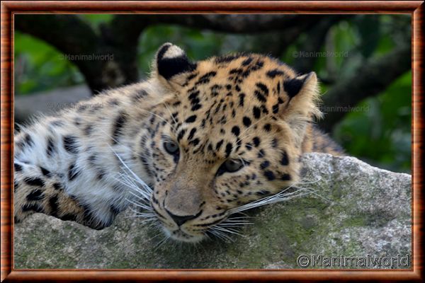 Photo pantheredechine16 de l'album Panthère de Chine