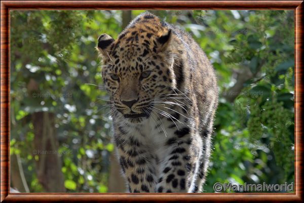 Photo pantheredechine1 de l'album Panthère de Chine