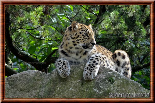 Photo pantheredechine2 de l'album Panthère de Chine