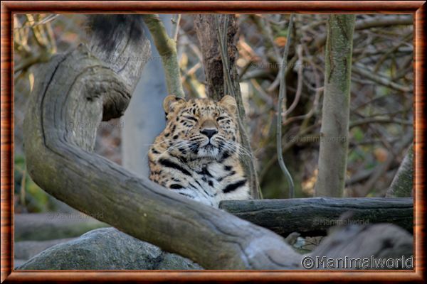 Photo pantheredechine3 de l'album Panthère de Chine