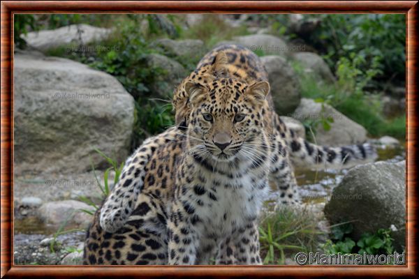 Photo pantheredechine6 de l'album Panthère de Chine