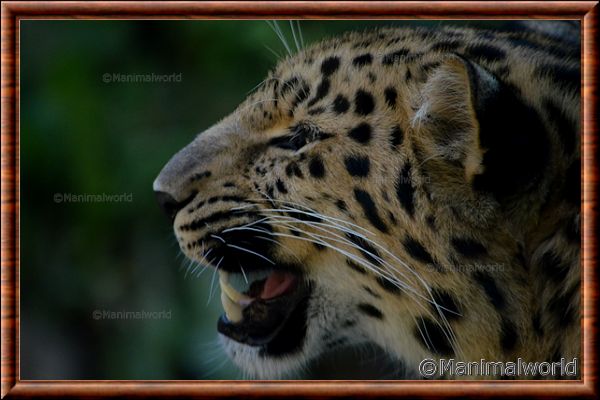 Photo pantheredechine11 de l'album Panthère de Chine