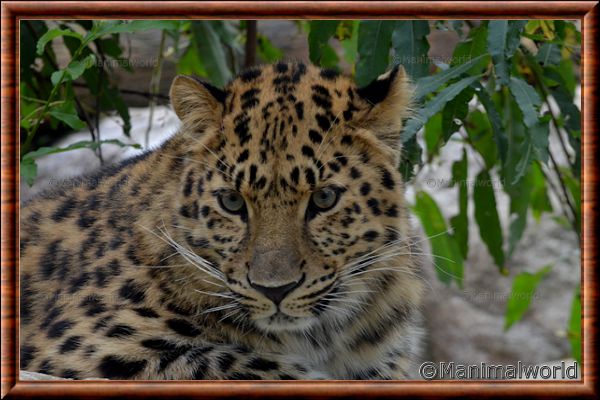 Photo pantheredechine12 de l'album Panthère de Chine