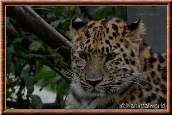 Photo pantheredechine13 de l'album Panthère de Chine