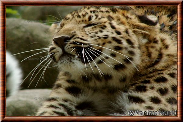 Photo pantheredechine15 de l'album Panthère de Chine