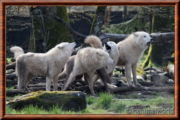 Photo louparctique6 de l'album Loup arctique