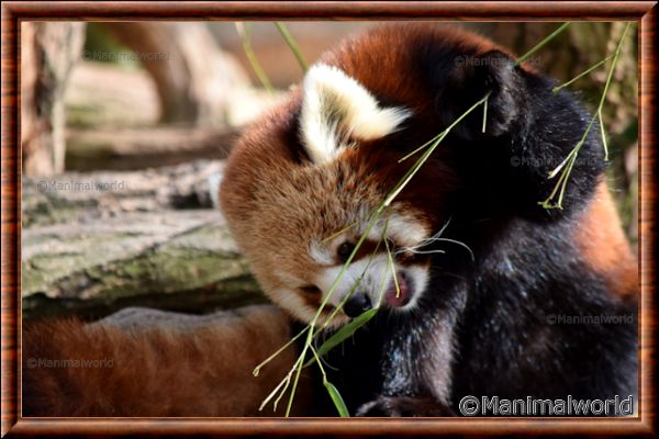 Photo panda roux 11 de l'album Panda roux