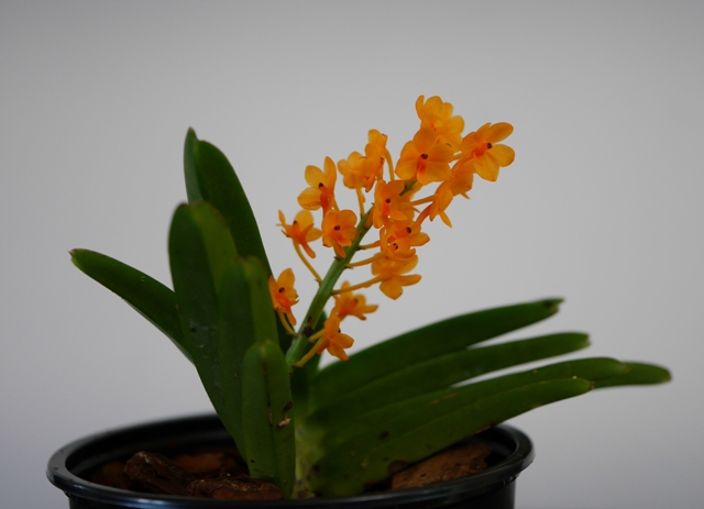 Vanda (Ascocentrum) miniata