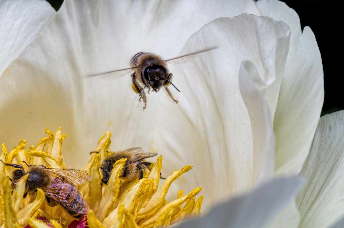 Bees - PentaxForums.com