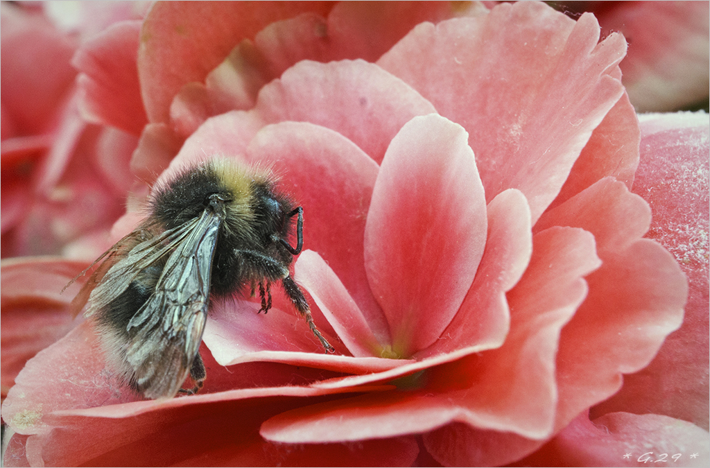 La macro d'un flemmard...!