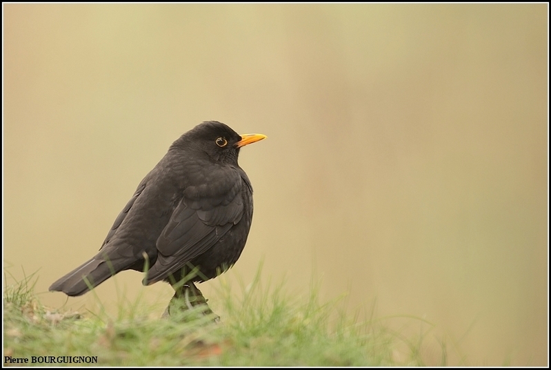 Merle noir (Turdus merula), photographie animalière par Pierre ...