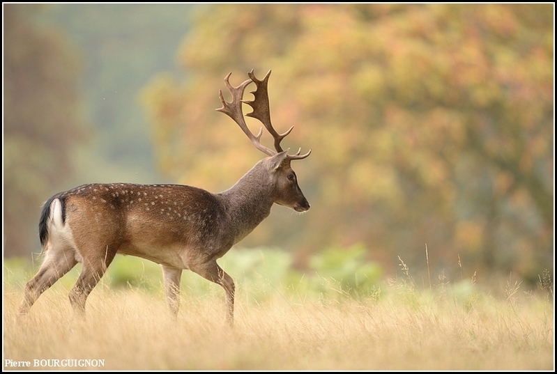 Daim européen (Dama dama) par Pierre BOURGUIGNON, Photographe animalier ...
