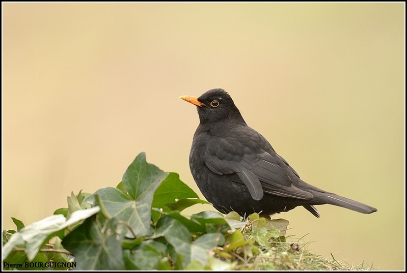 Merle noir (Turdus merula), photographie animalière par Pierre ...