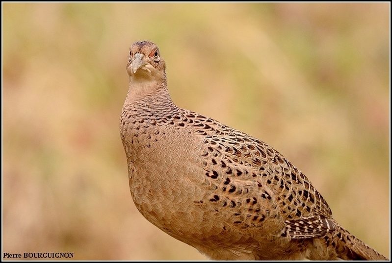 Faisan de Colchide (Phasianus colchicus) par Pierre BOURGUIGNON ...